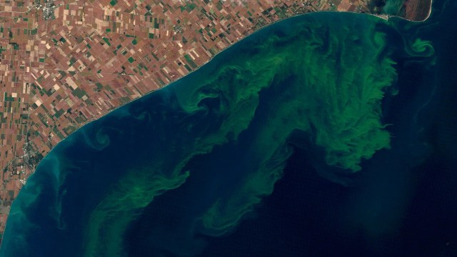 The Good, the Bad, and the Algae - NASA Science