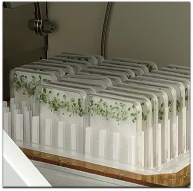 Advanced Plant Experiment-07 (APEX-07) - NASA Science