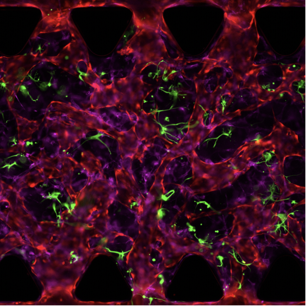 Bioengineer Long-lasting 3D Neurovascular Microphysiological System to ...
