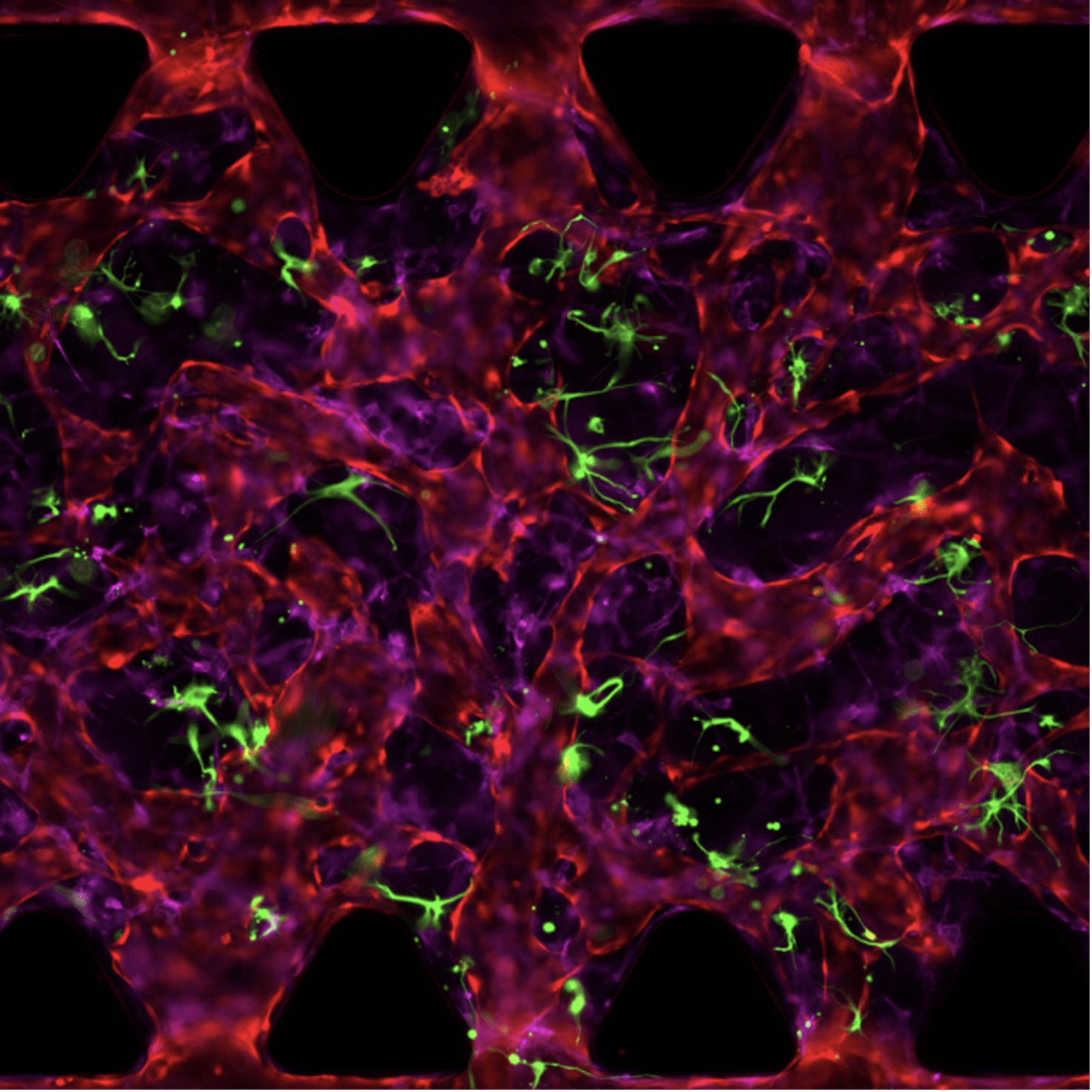 Bioengineer Long-lasting 3D Neurovascular Microphysiological System to ...