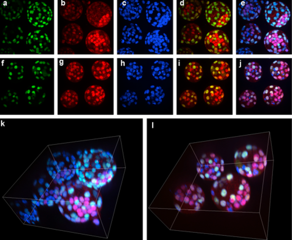 Developmental, Reproductive & Evolutionary Biology Program - NASA Science