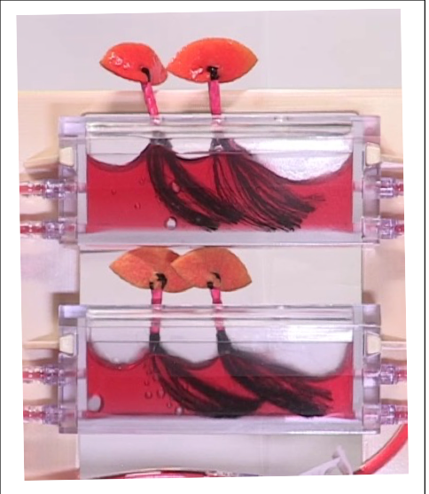 Q: How Do You Water Plants in Space? A: Omni-Gravitational Hydroponics ...