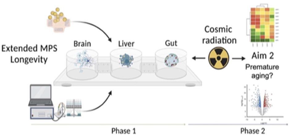 Understanding the Brain-Liver-Gut Axis during Spaceflight and Aging ...
