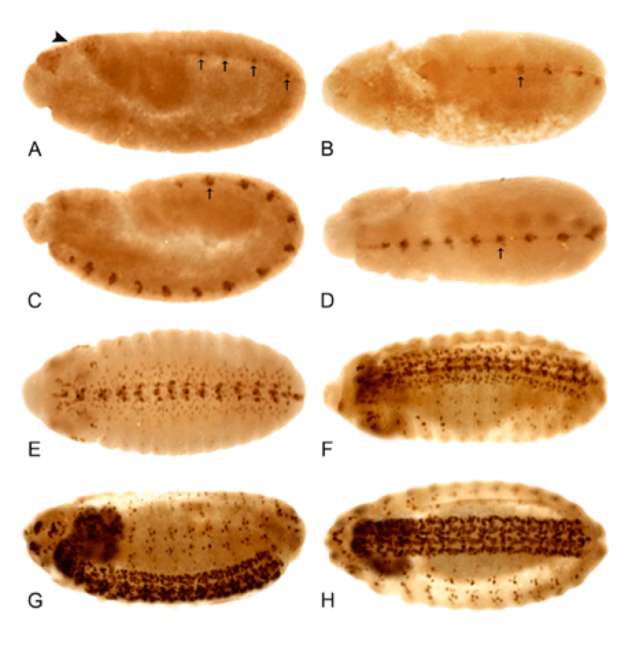 Animal Biology Program - NASA Science