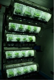 Hydroponic Growing Systems In Space Amazon LYCereal Hydroponics Hydroponic Growing Systems In Space Amazon LYCereal Hydroponics