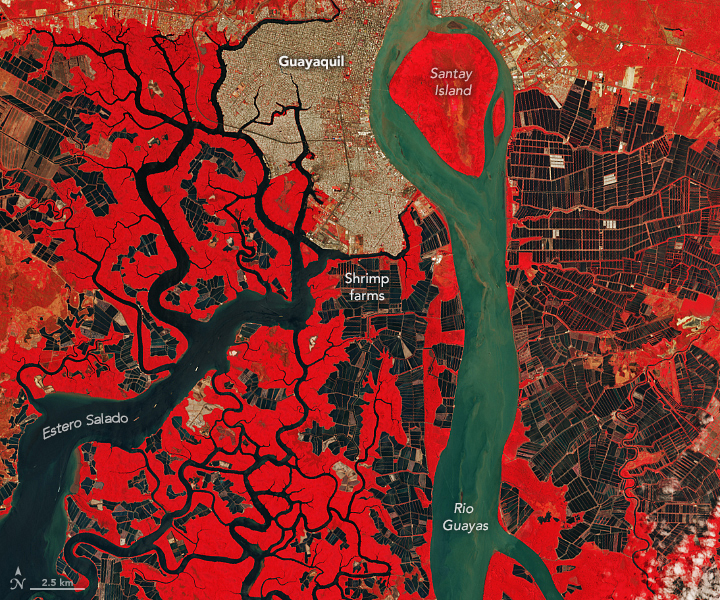 Shrimp Farms of the Guayas Estuary - NASA Science