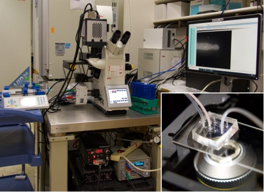 How do Dangerous Blood Clots Form in Space? New Insights from a Valve ...