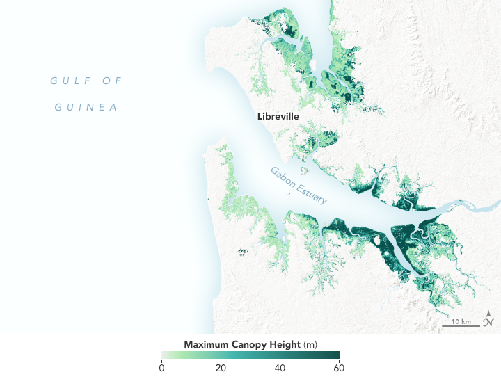 New satellite-based maps of mangrove heights - NASA Science