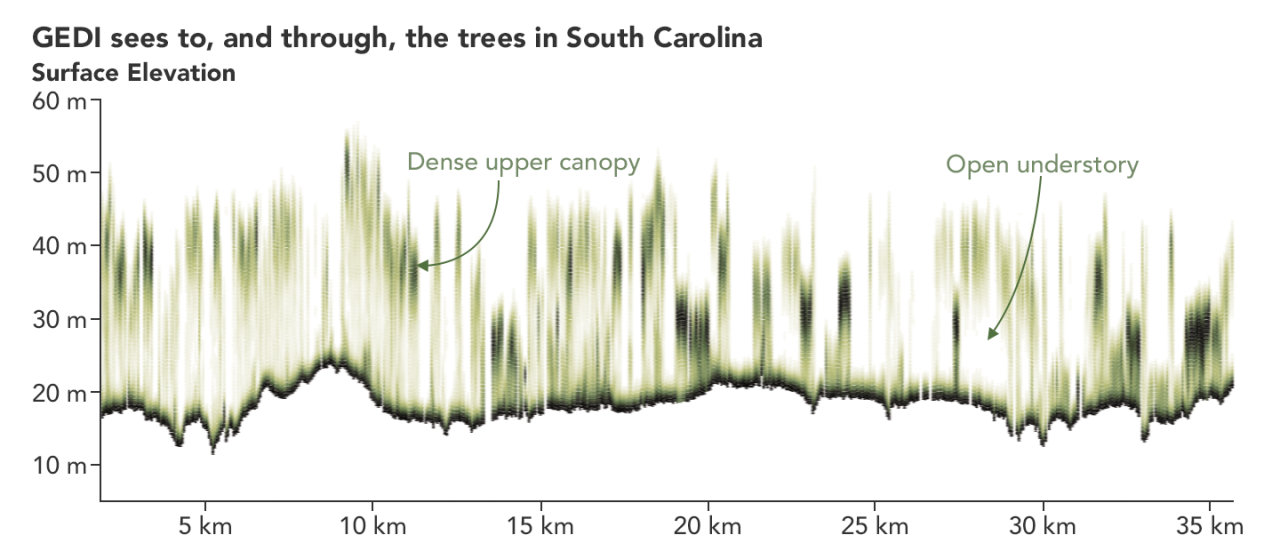 Return of GEDI’s First Data Reveals the Third Dimension of Forests