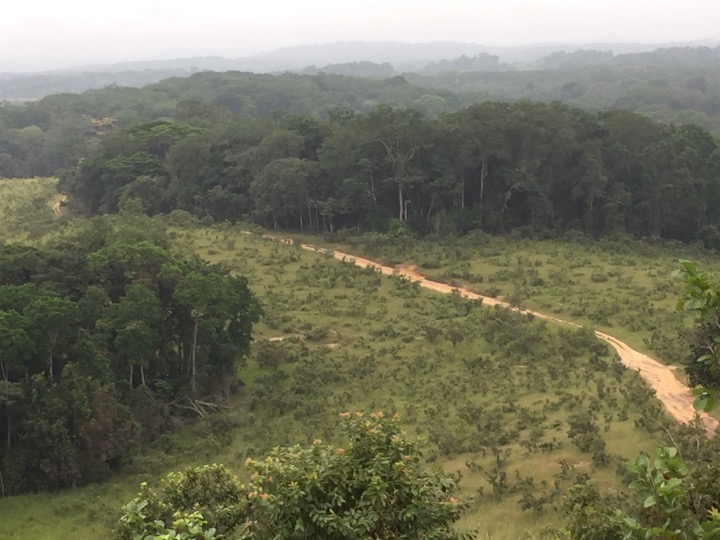 Examining the Viability of Planting Trees to Help Mitigate Climate ...