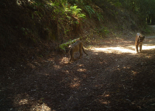 NASA Software Maps Changes in Current and Future Animal Movements ...