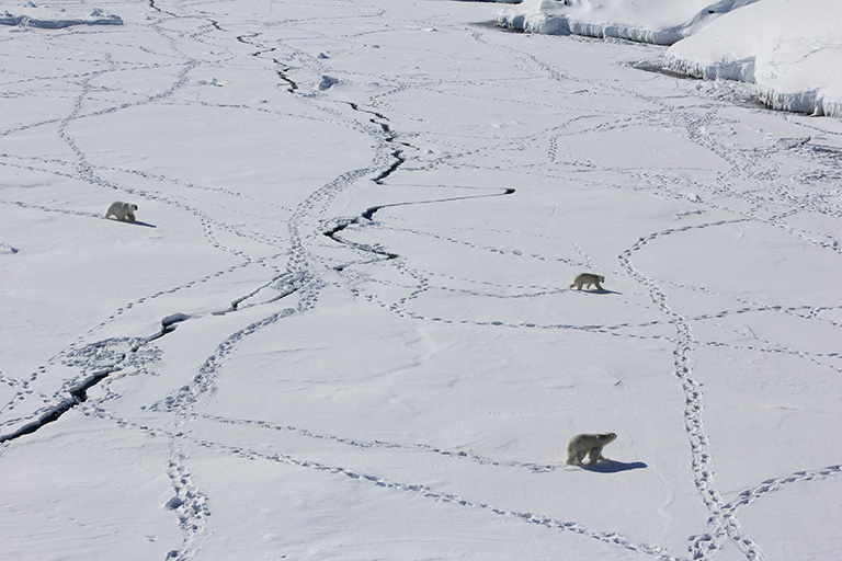 Polar bears across the Arctic face shorter sea ice season - NASA Science