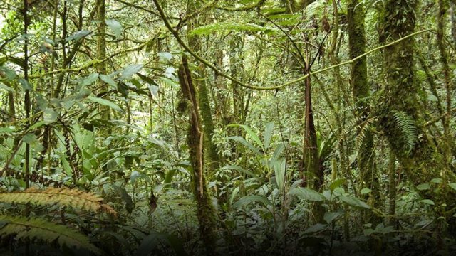 NASA finds good news about forests and carbon dioxide - NASA Science