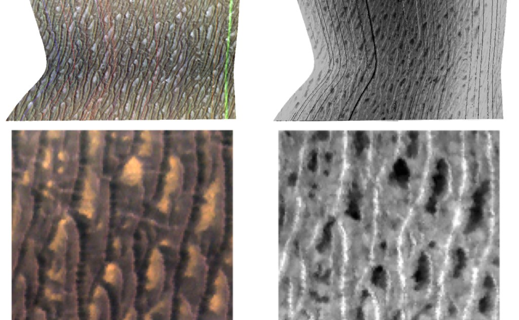 Gypsum at Olympia Undae - NASA Science