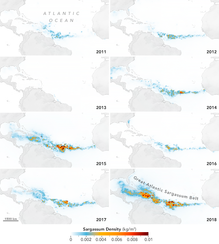 A Massive Seaweed Bloom in the Atlantic - NASA Science